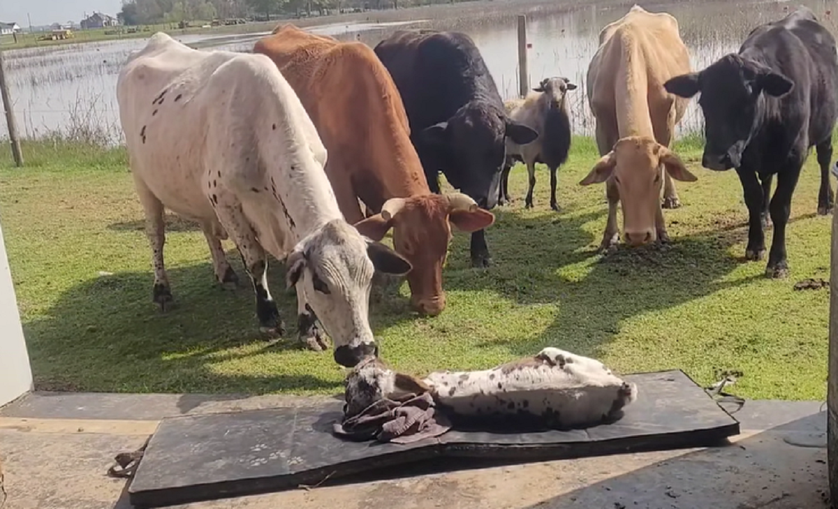 VÍDEO: Bezerro nasce com duas cabeças e quatro olhos