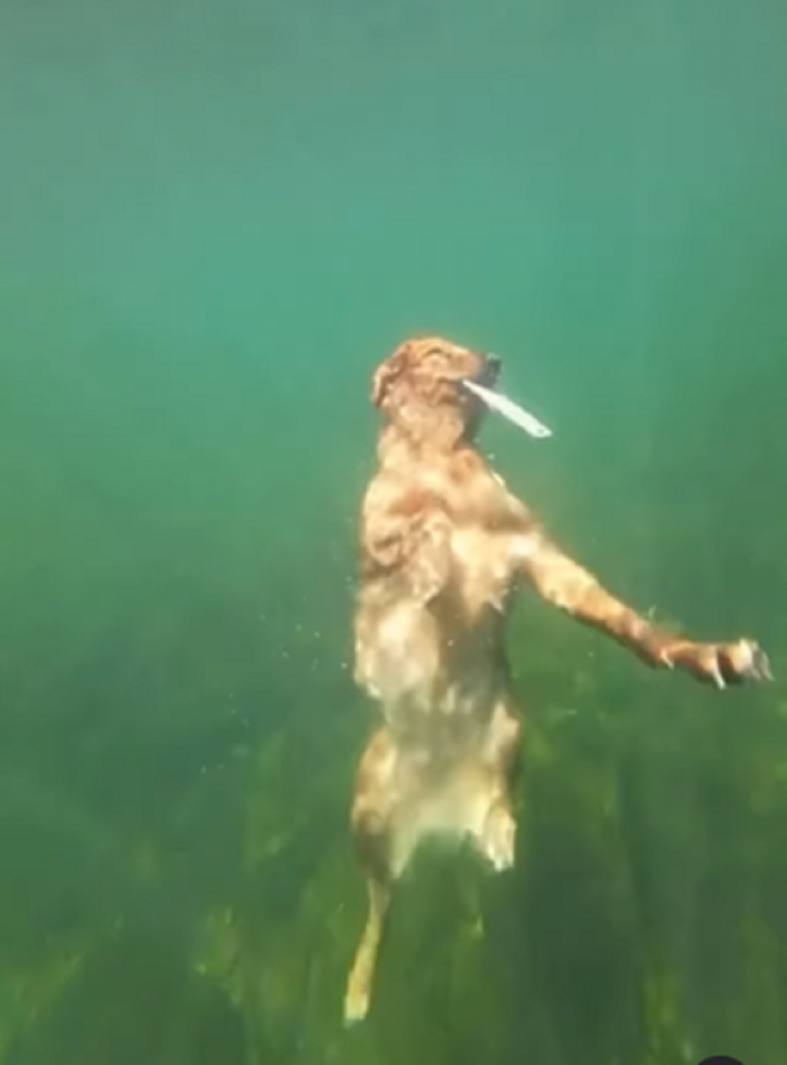 Cachorro mergulha em lago e vira peixe dourado