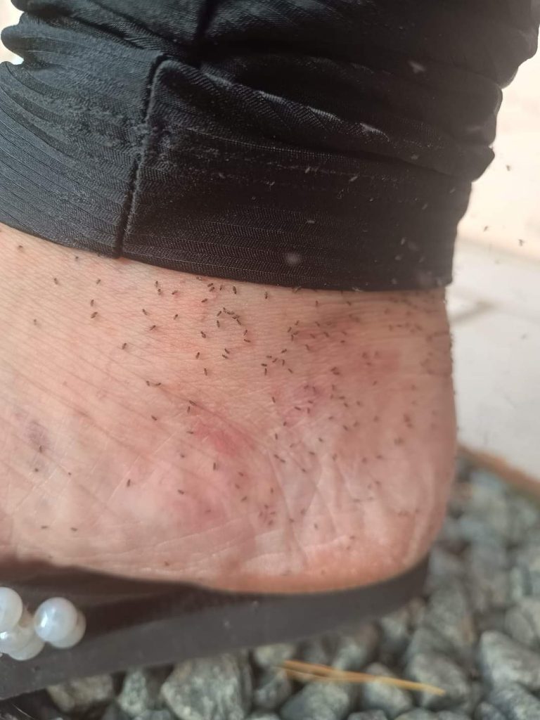Origem do maruim: mosquito tem causado transtorno em SC