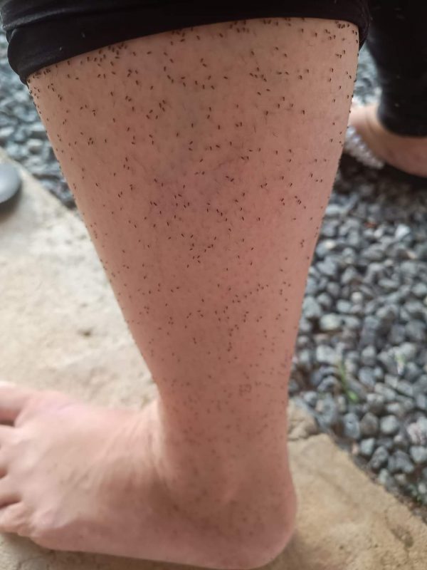 Origem do maruim: mosquito tem causado transtorno em SC