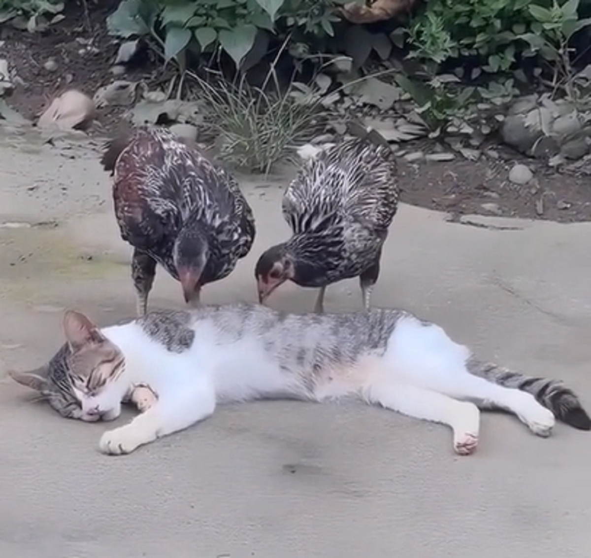 Gato é mimado por duas galinha e recebe massagem relaxante