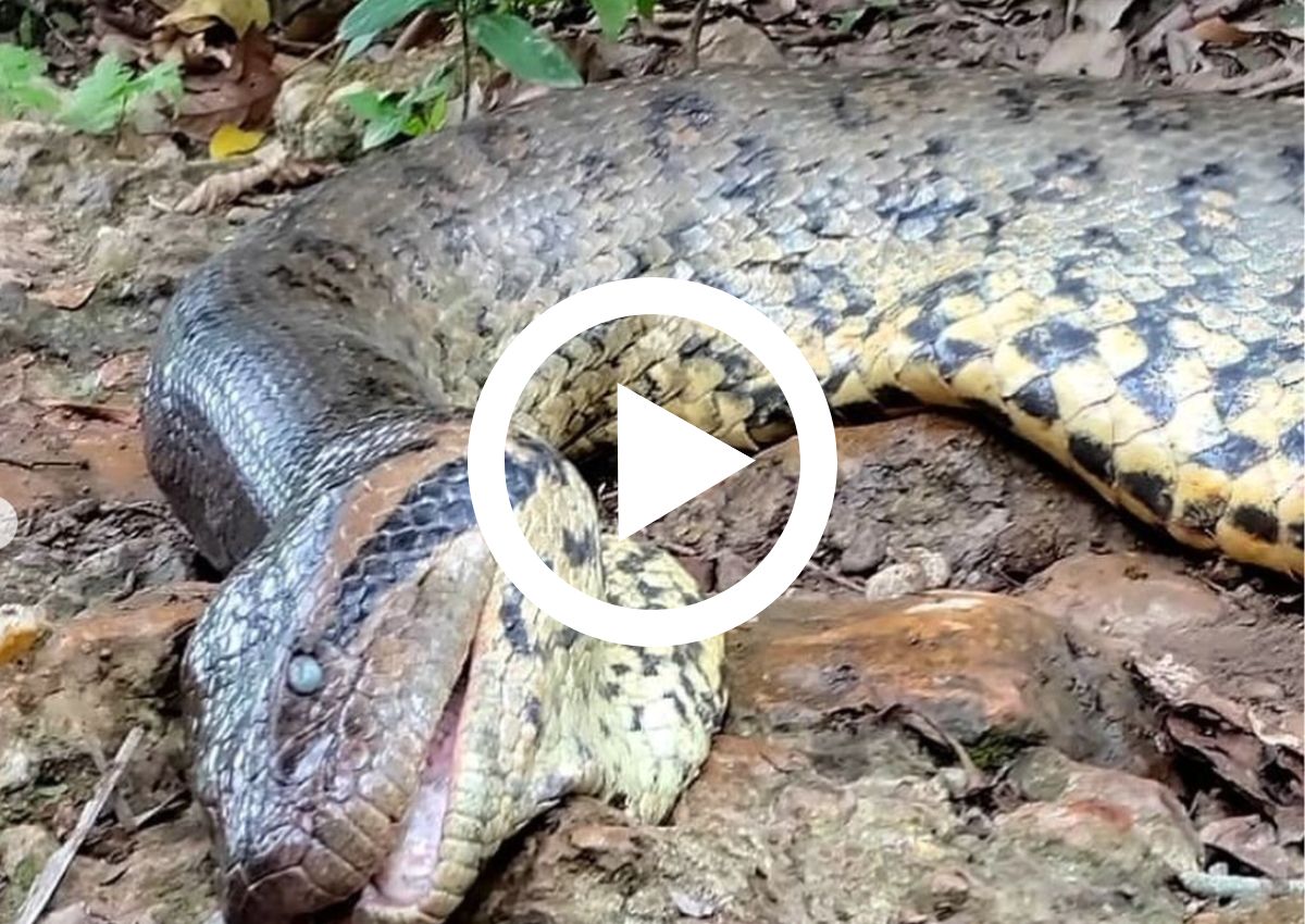 Zoocídio: bandidos matam sucuri lendária do Pantanal