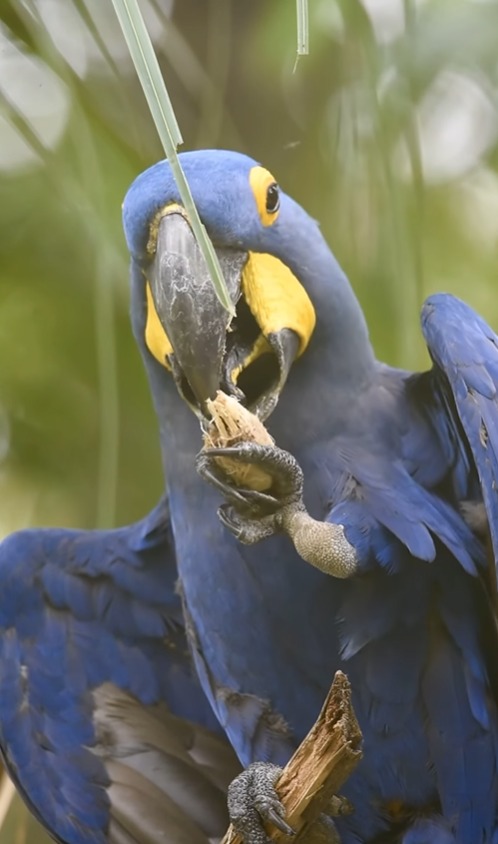 VÍDEO: Fotografo registra momento adorável de arara-azul, 'como não amar?'