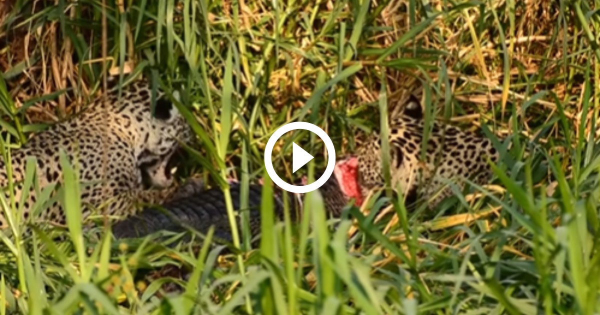 VÍDEO: Onças-pintadas mostram fúria ao devorar jacaré; 'ele sofre na ...