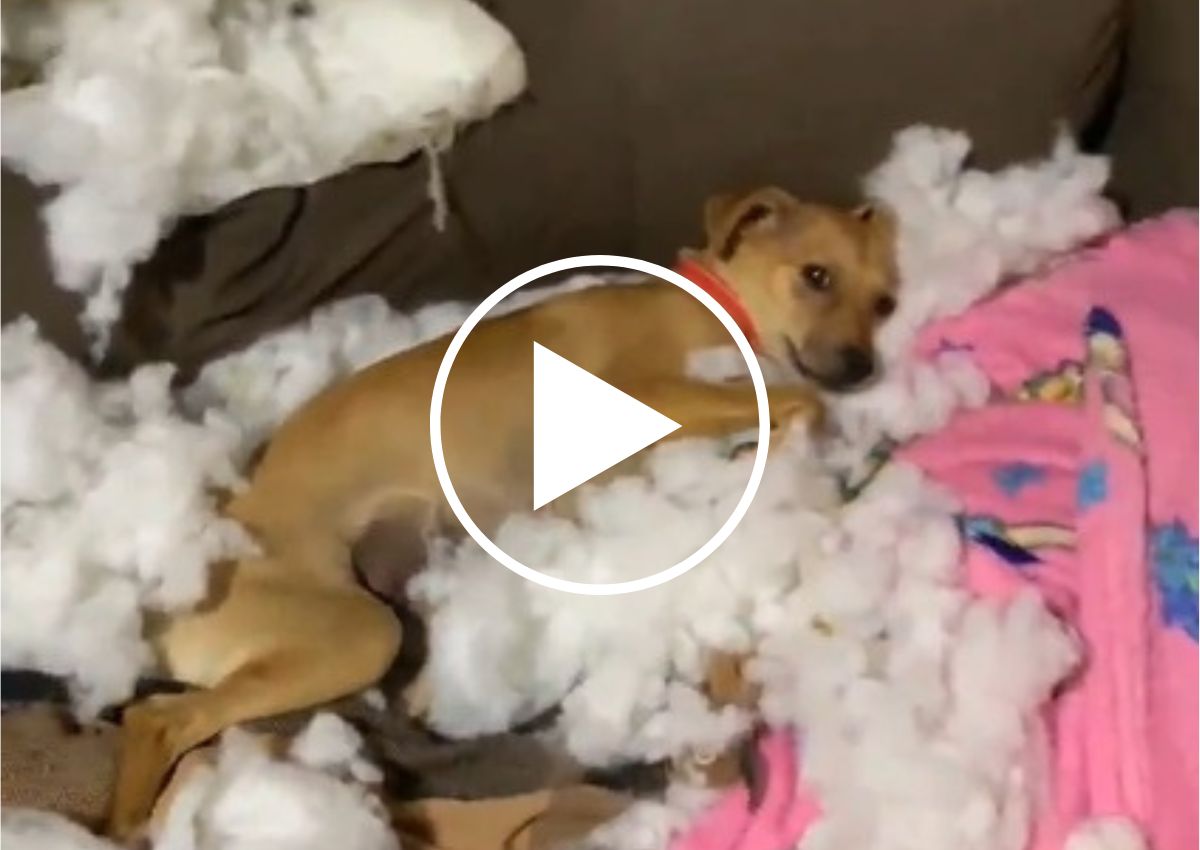 VÍDEO! 'De novo, Janete?' Cachorra devora sofá e faz charme