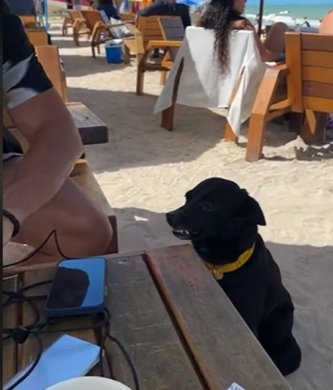 Cachorro Sorridente Cachorro Sorrindo Fotos E Imagens Para Baixar