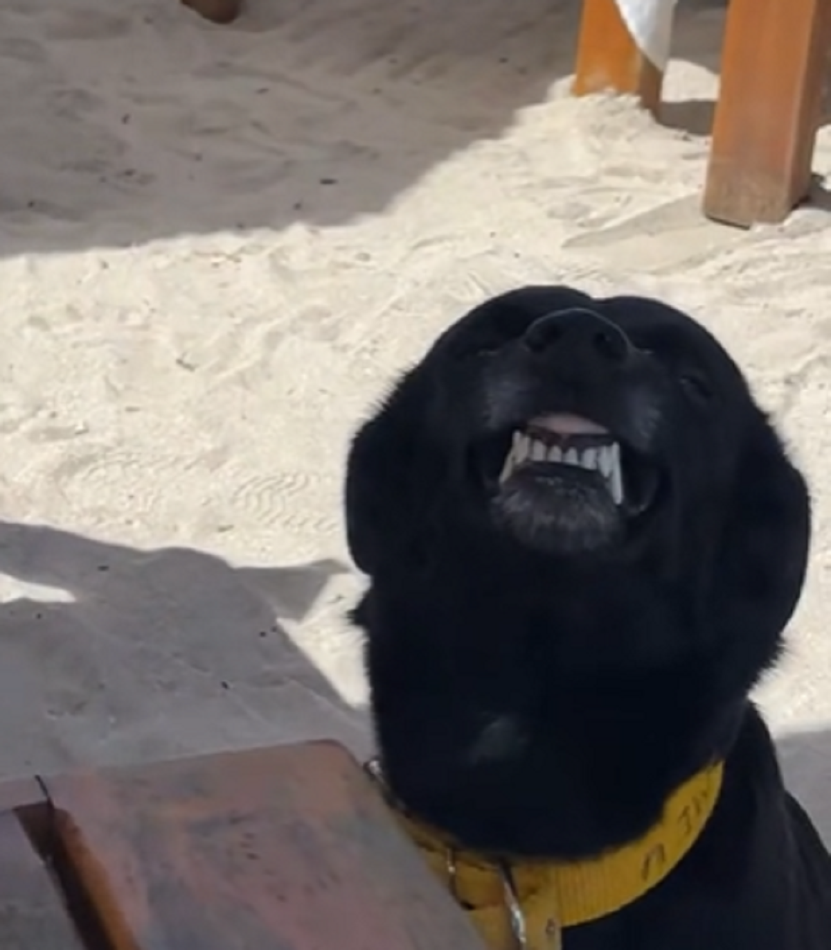 Cachorros Sorrindo