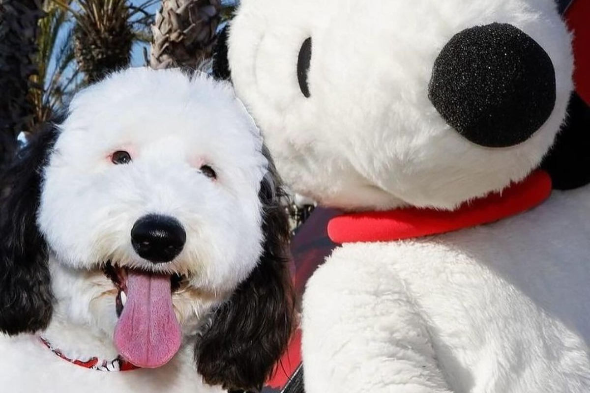 'Snoopy da Vida Real': sheepadoodle Bayley conquista internet