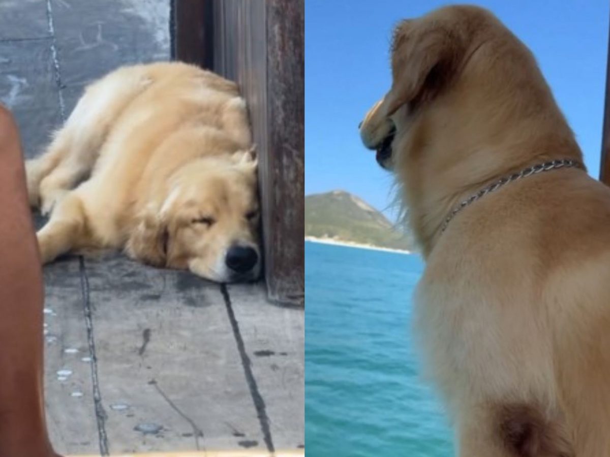 Golden Retriever acorda latindo e motivo é inusitado