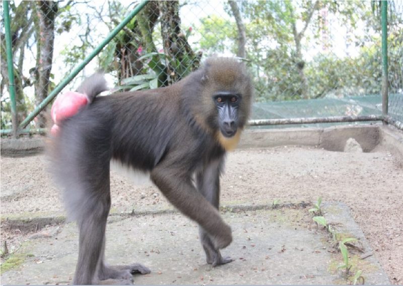 Crianças poderão interagir com animais no Zoo de Brusque