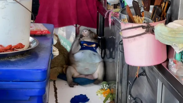 Macaco Mais Gordo Do Mundo 1,020 Fotos De Stock De Macaco Gordo