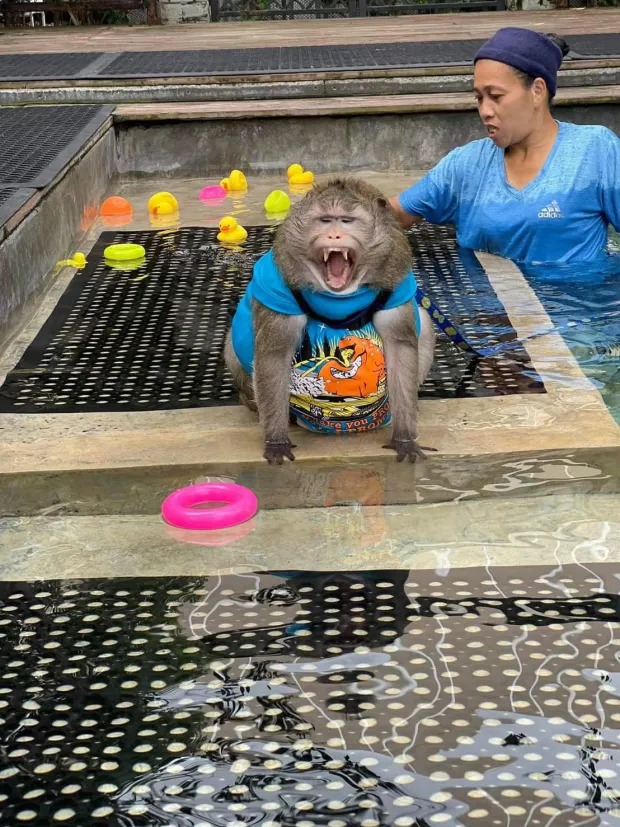 Macaco Mais Gordo Do Mundo 1,020 Fotos De Stock De Macaco Gordo