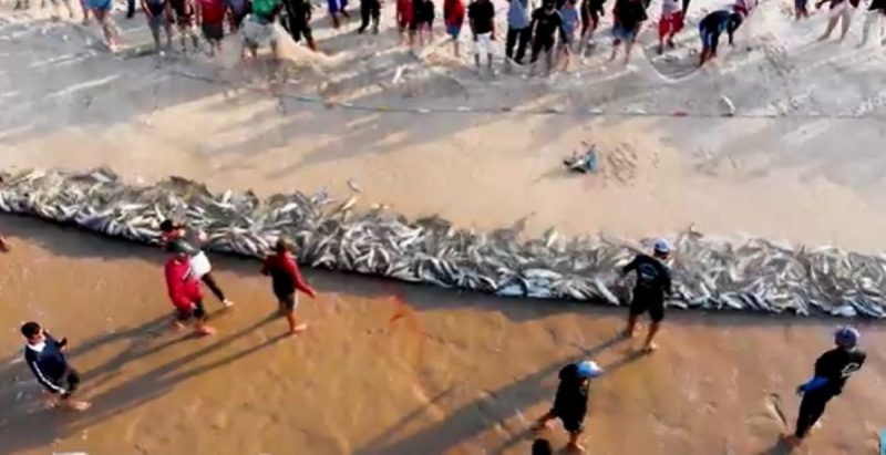 Safra da tainha 2024: tudo o que você precisa saber