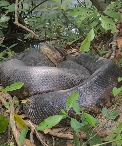Sucuri gigantesca se impõe soberana: 'o tamanho da criança'