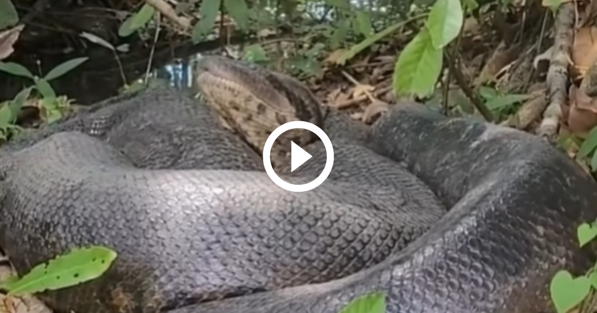 Sucuri gigantesca se impõe soberana: 'o tamanho da criança'