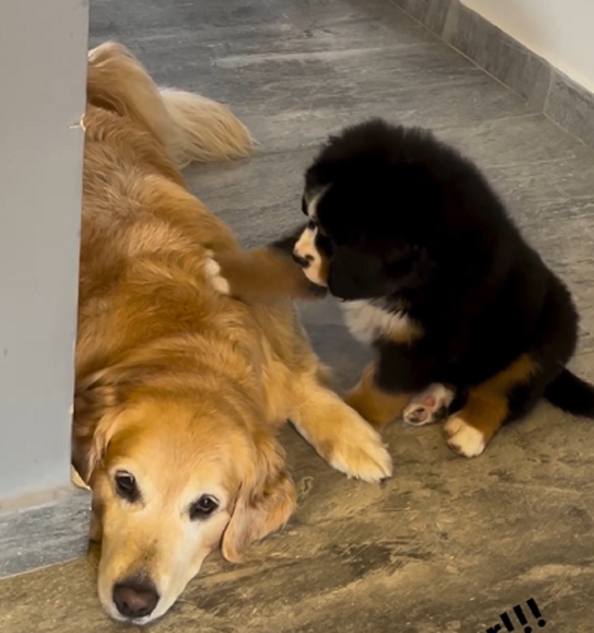 Cachorra conquista web depois de atazanar irmã mais velha