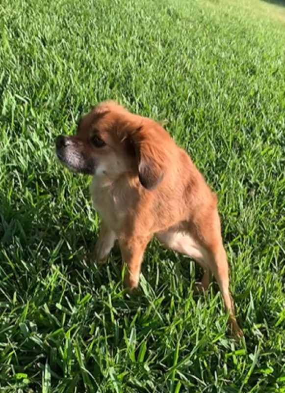 'Cachorra cururu': pet com corpo curto chama atenção na web