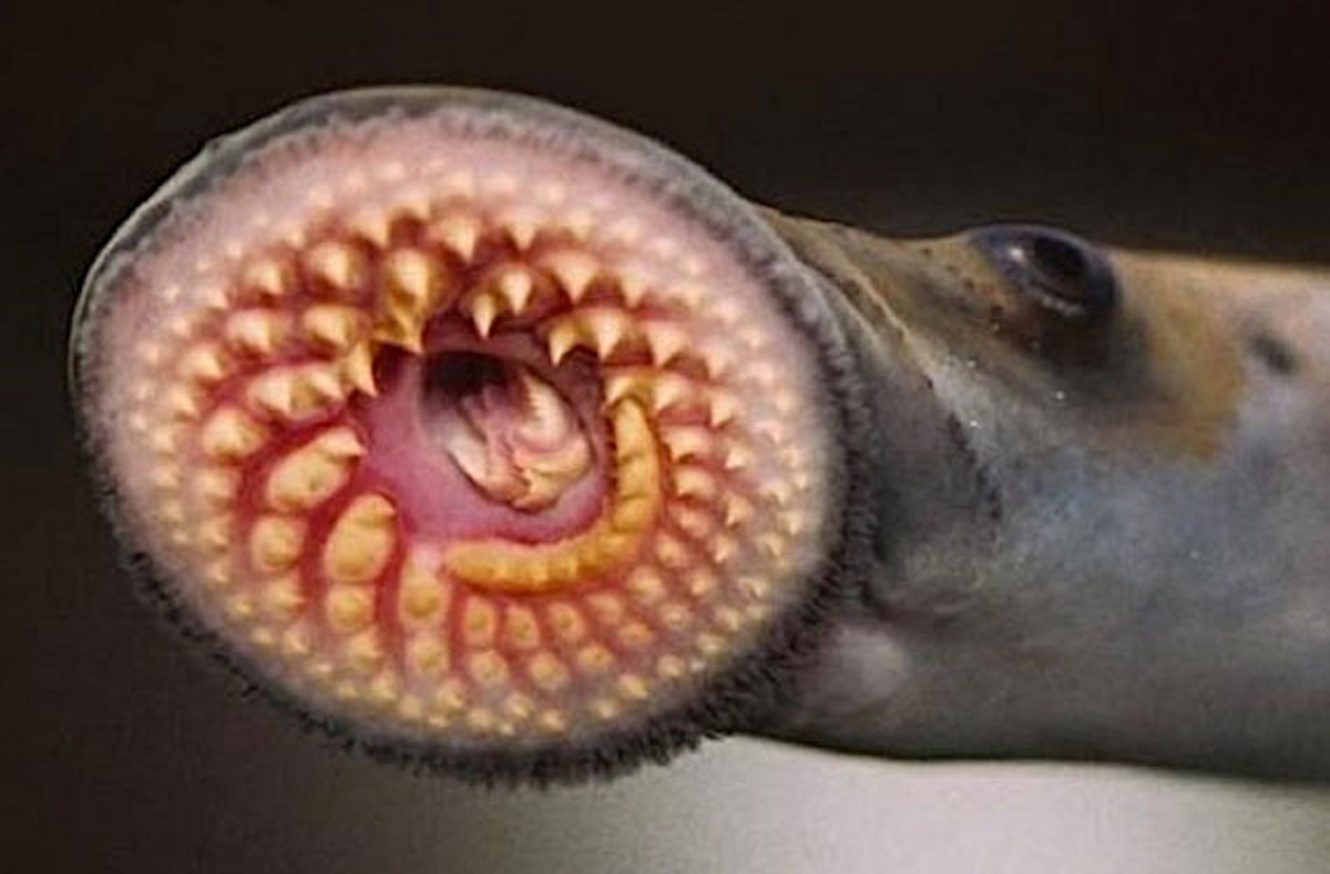 'O Peixe Vampiro': conheça sobre lenda e os mitos do candiru