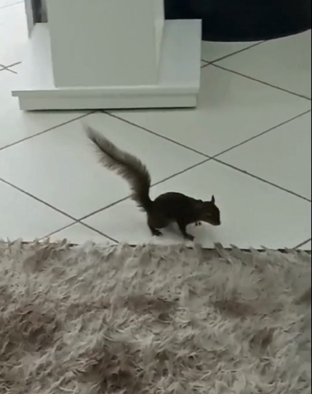 Esquilo vai às compras em visita inusitada em loja de SC