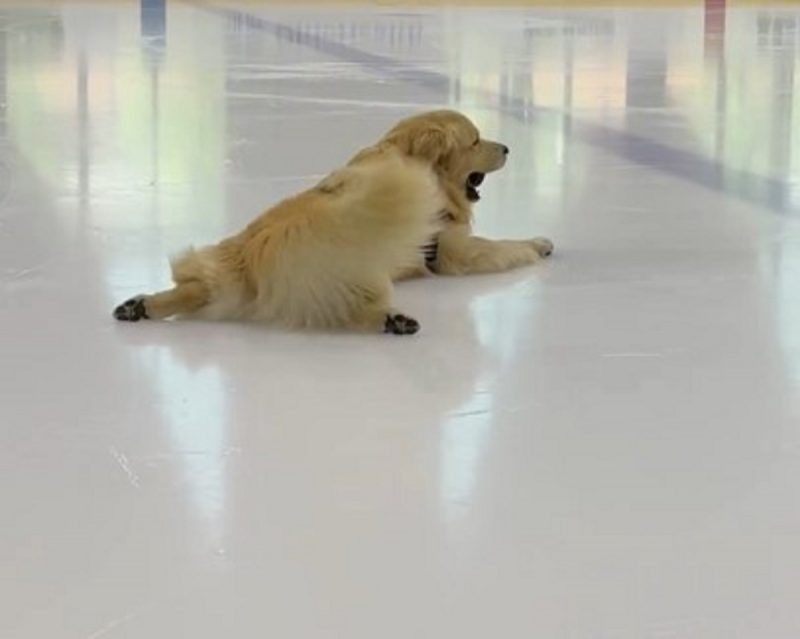 'Patinador dourado': Golden Retriever se diverte no gelo