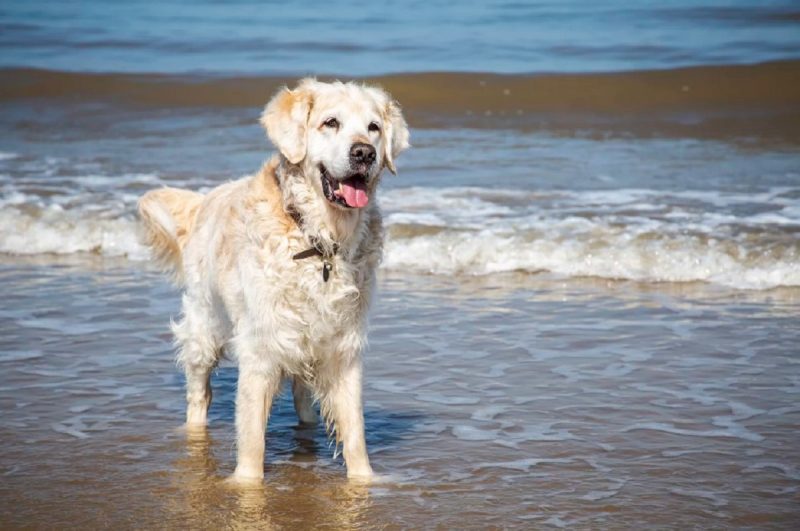 Golden Retriever: conheça mais sobre os pets dourados