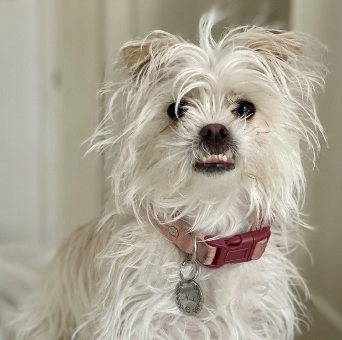 Cachorros mais feios do mundo: confira o vencedor do evento
