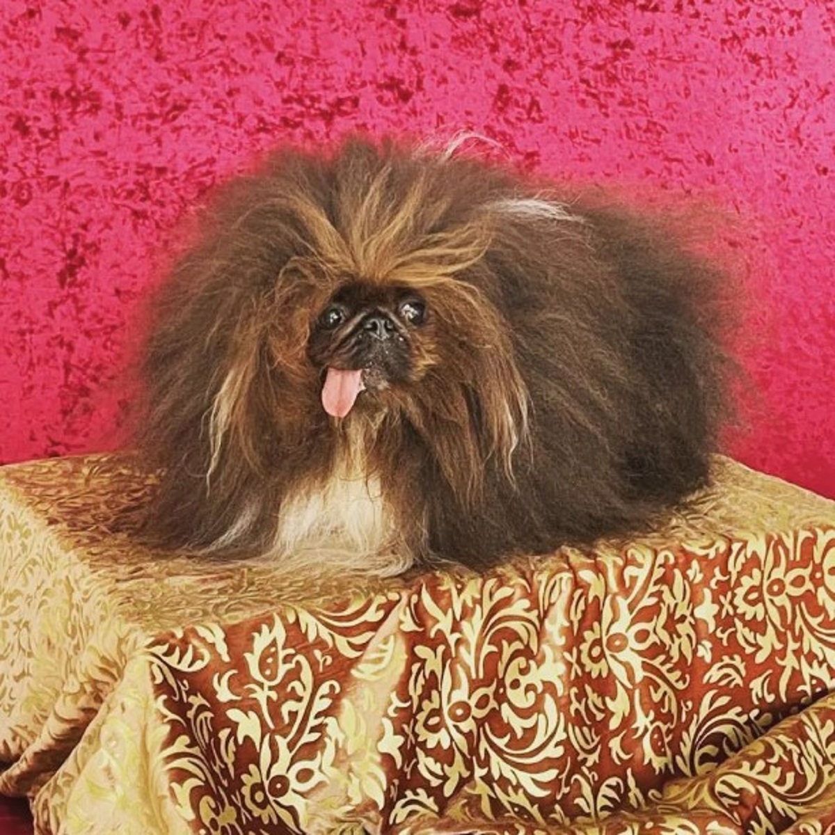 Cachorros mais feios do mundo: confira o vencedor do evento