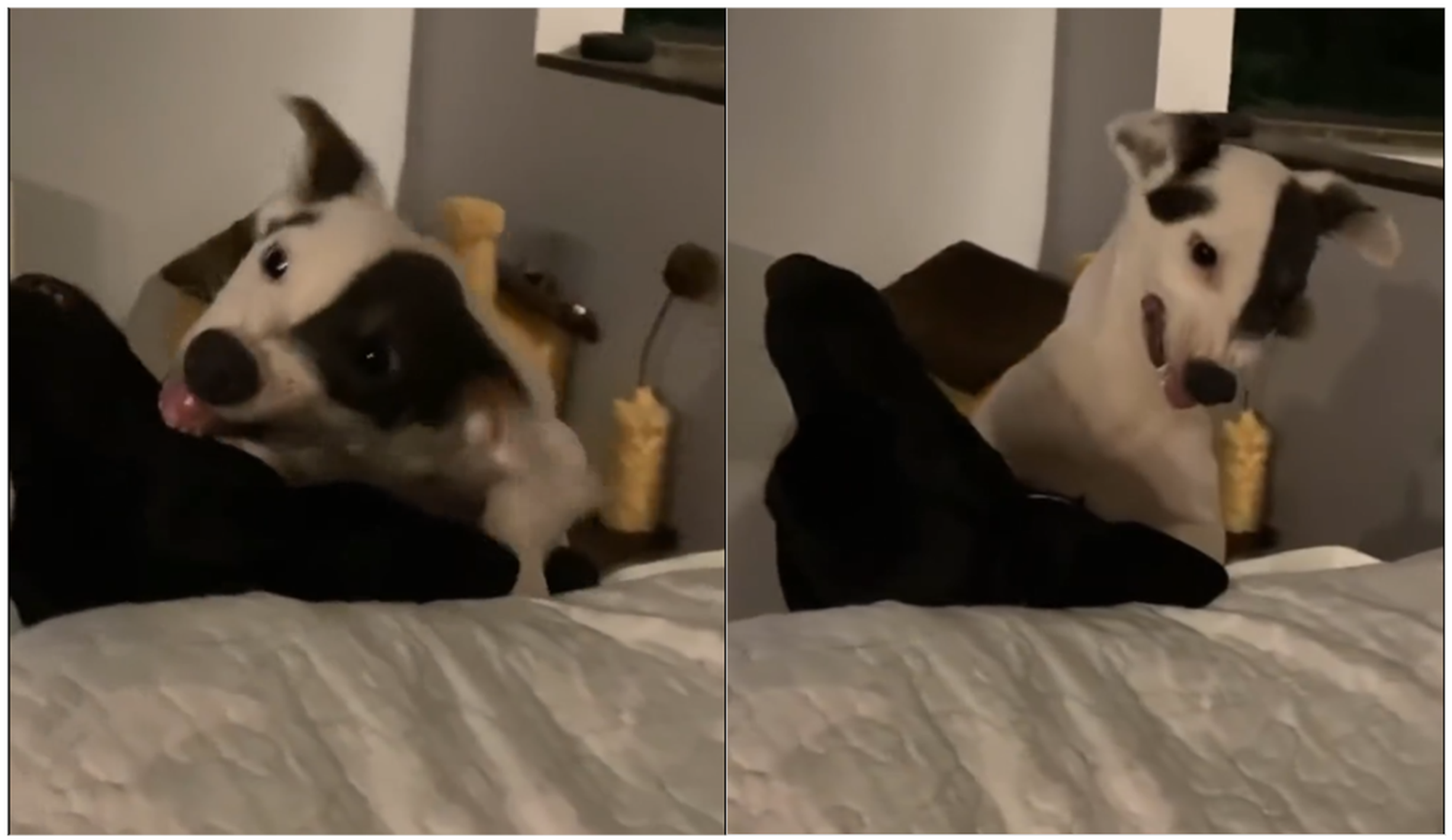 Meme De Cachorro Nao Impressionado