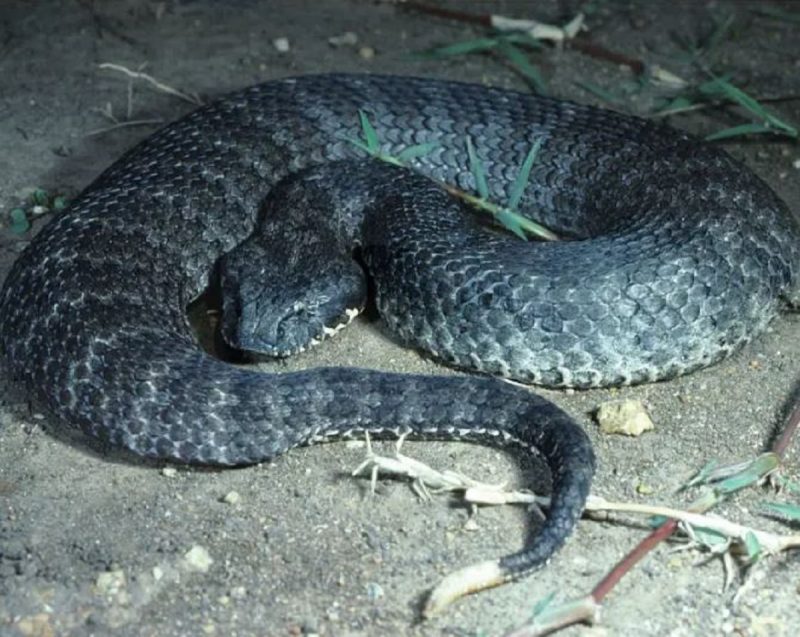 Dia da Cobra: conheça espécies mais venenosas do mundo