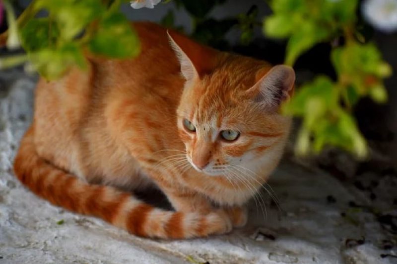 Gato laranja: confira algumas curiosidades sobre os felinos