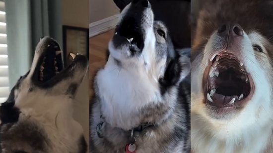 Cachorros mais feios do mundo: confira o vencedor do evento