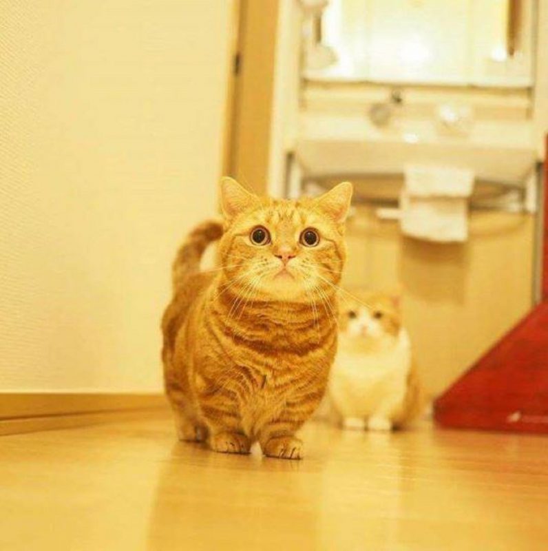 Gato laranja: confira algumas curiosidades sobre os felinos