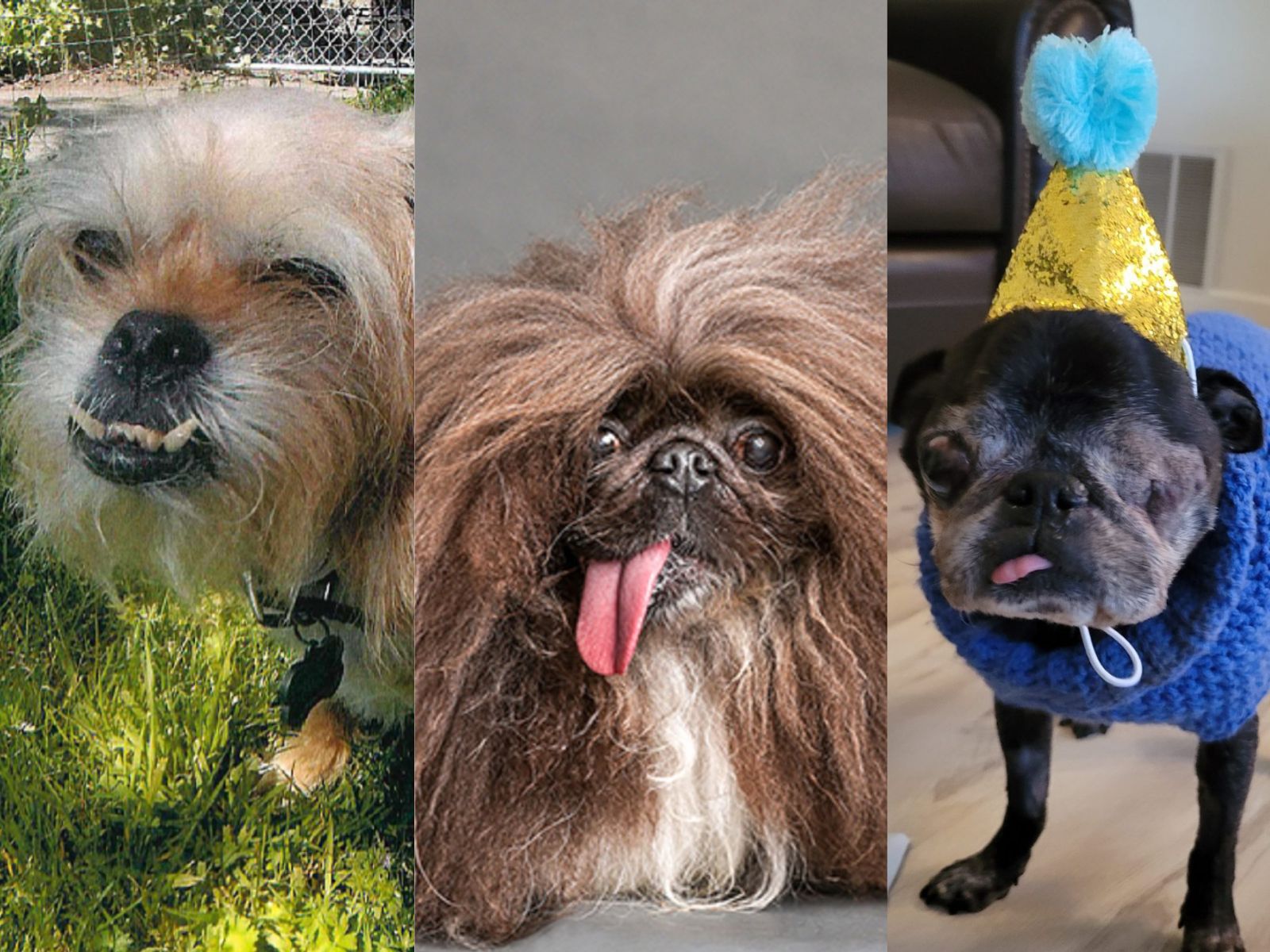 Cachorros mais feios do mundo: confira o vencedor do evento