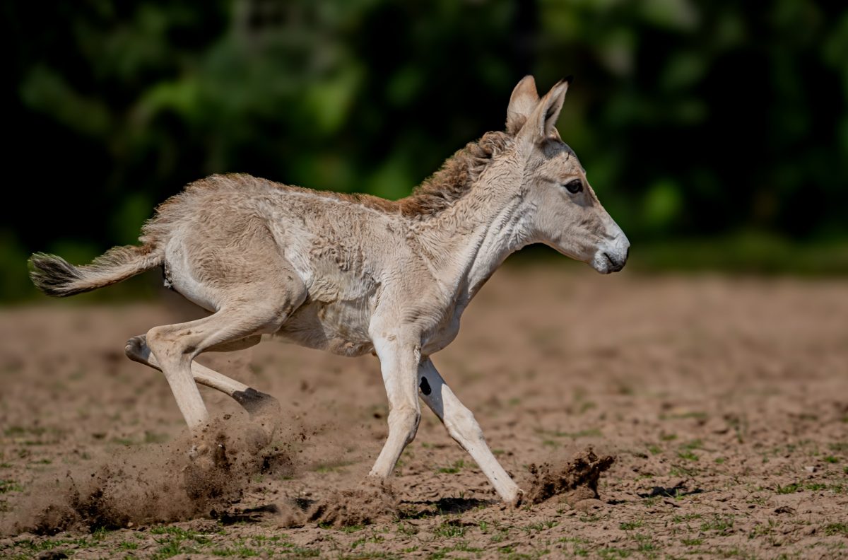 Asno selvagem mais raro do mundo nasce em zoológico do Reino Unido