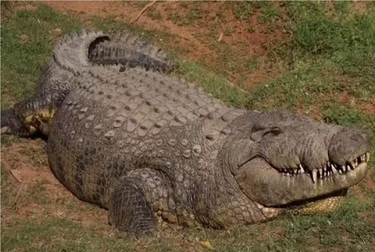 Crocodilo mais velho do mundo tem passado 'sombrio'