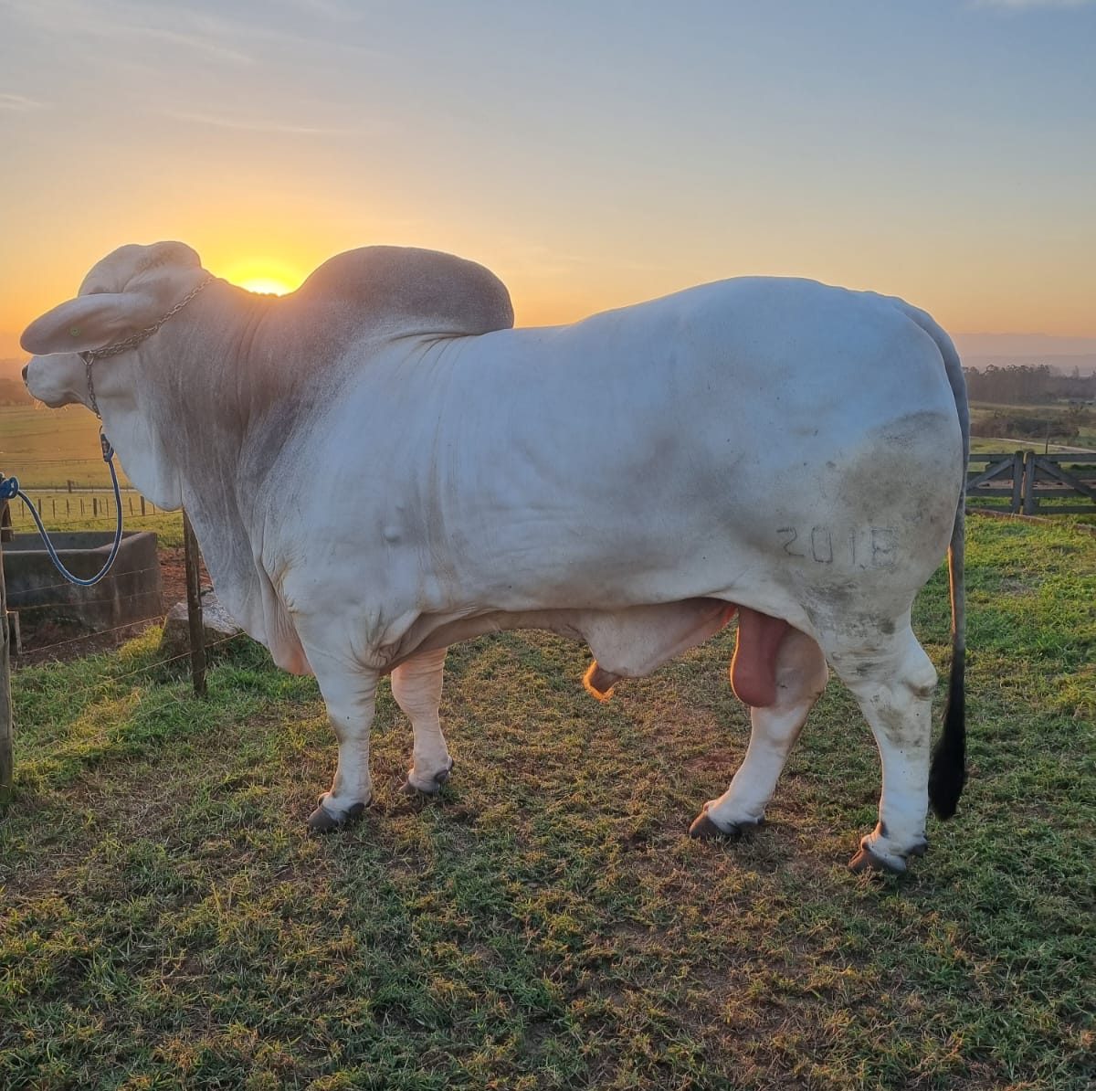 Raça Brahman: touro mais pesado do Brasil estará em exposição na AgroPonte