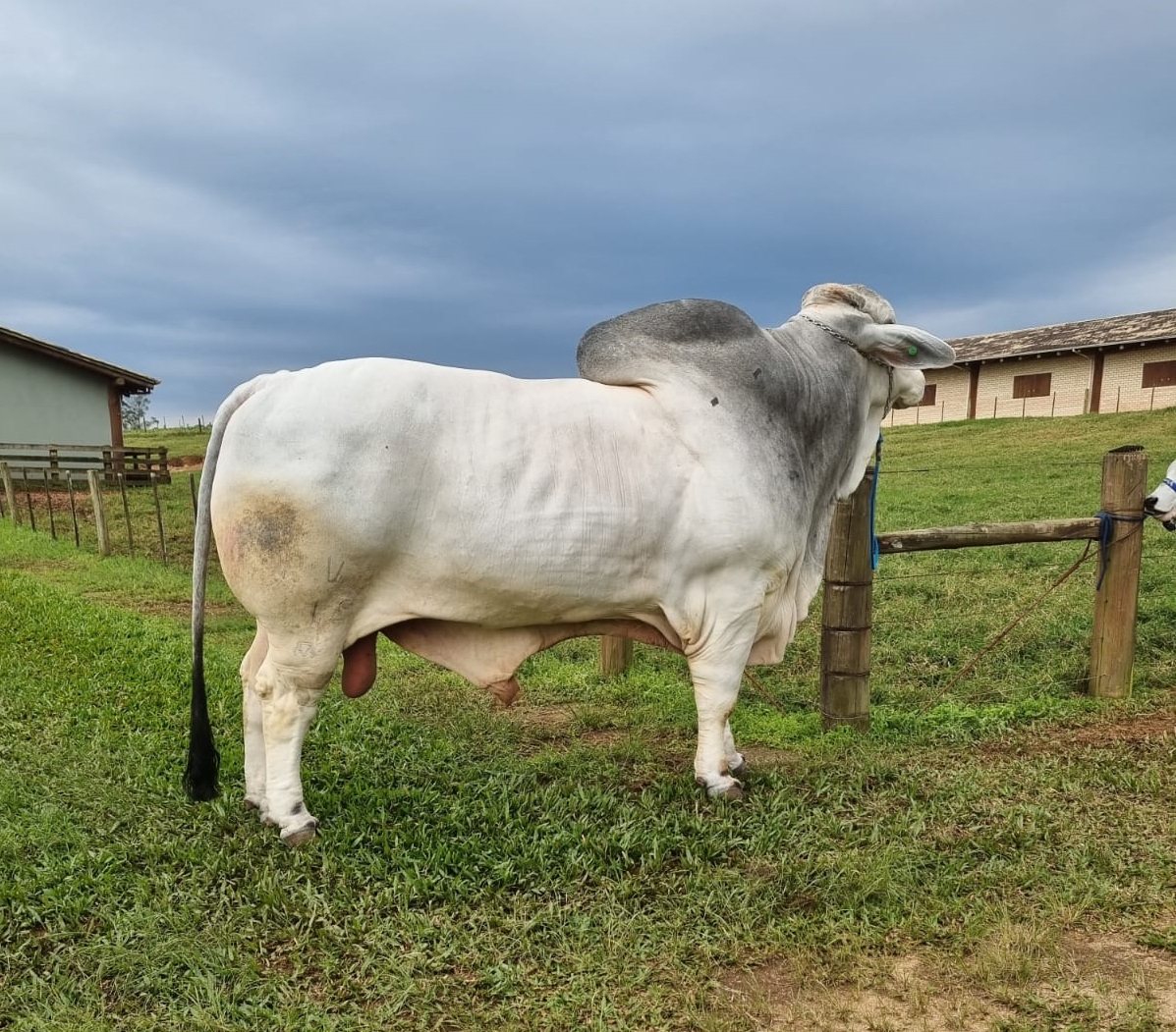Raça Brahman: touro mais pesado do Brasil estará em exposição na AgroPonte