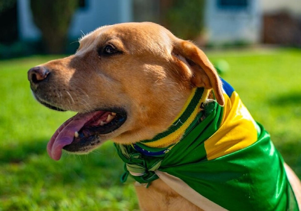 Lindas Racas De Cachorro Cães De Pelo Bonito: 20 Raças De Cães Com