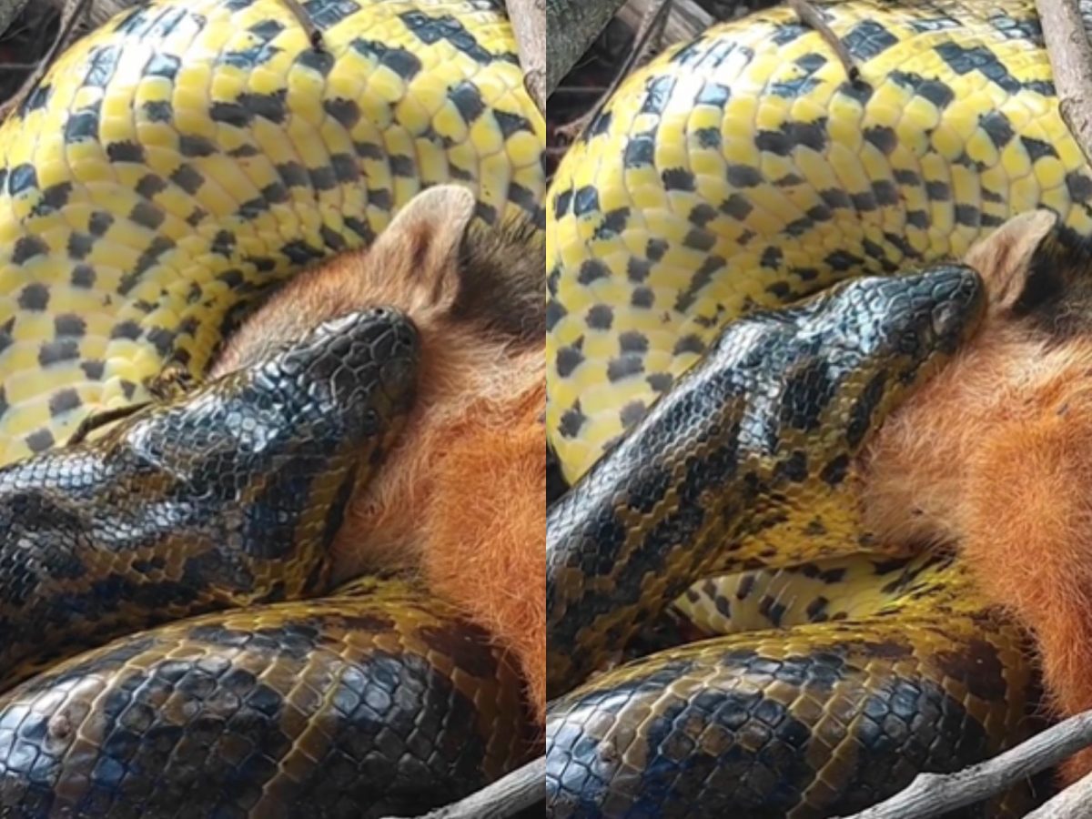 Sucuri engole quati curioso em 'dança de vida e morte'