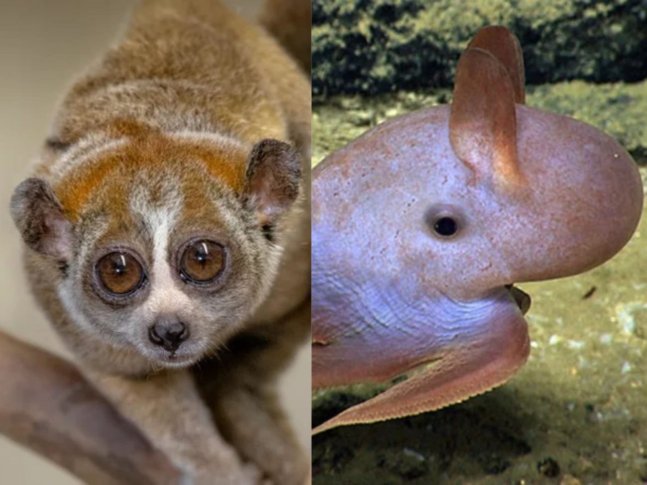 Veja os animais mais fofos do mundo