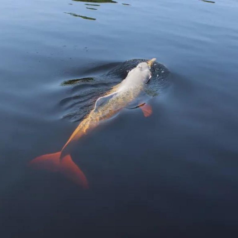 Boto-cor-de-rosa: veja curiosidades da espécie ameaçada