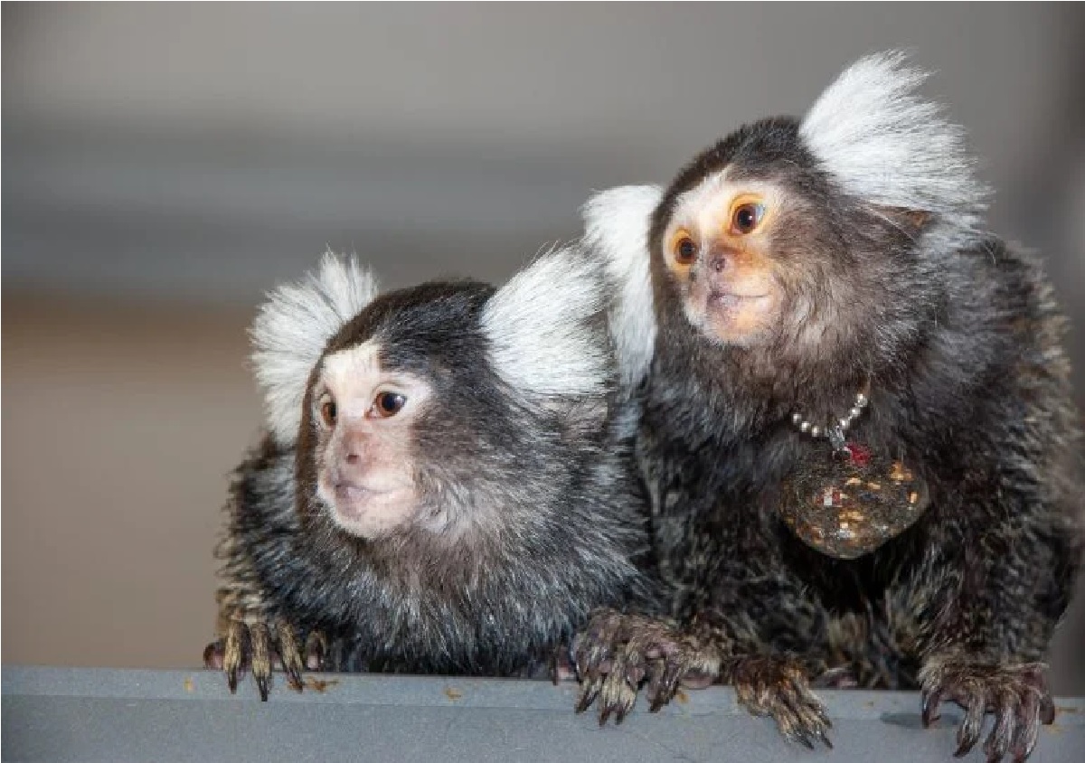 Macacos saguis usam nome para se comunicar, aponta estudo