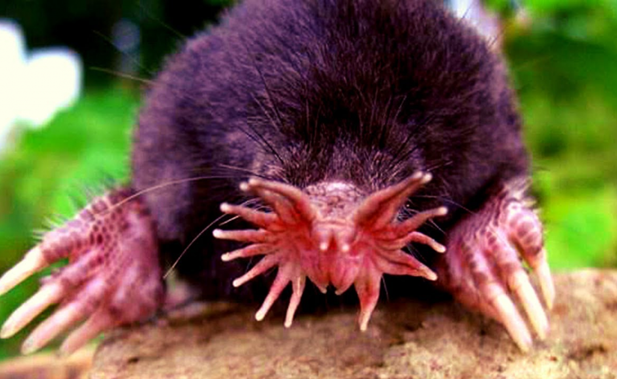 Veja os 10 animais mais feios do mundo