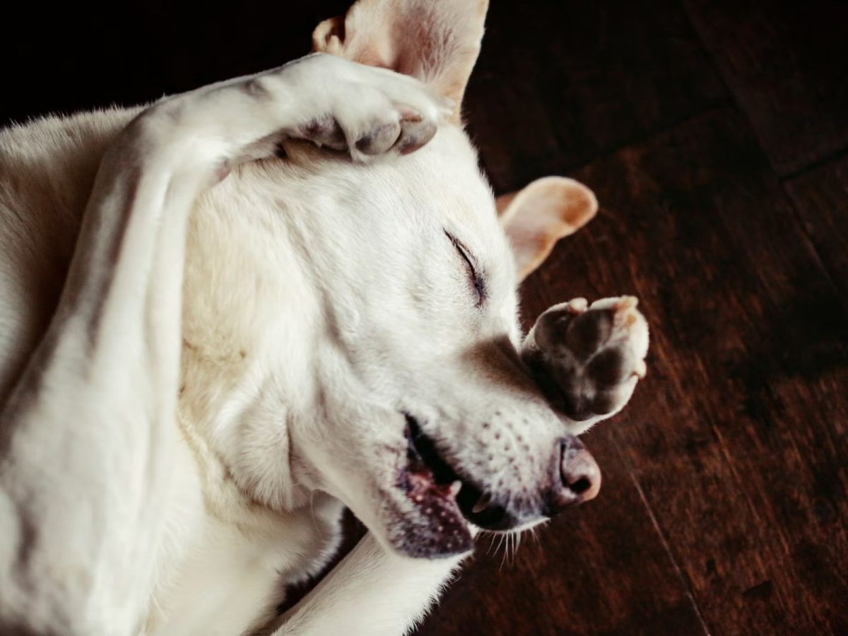 As 5 doenças genéticas mais comuns em cachorros