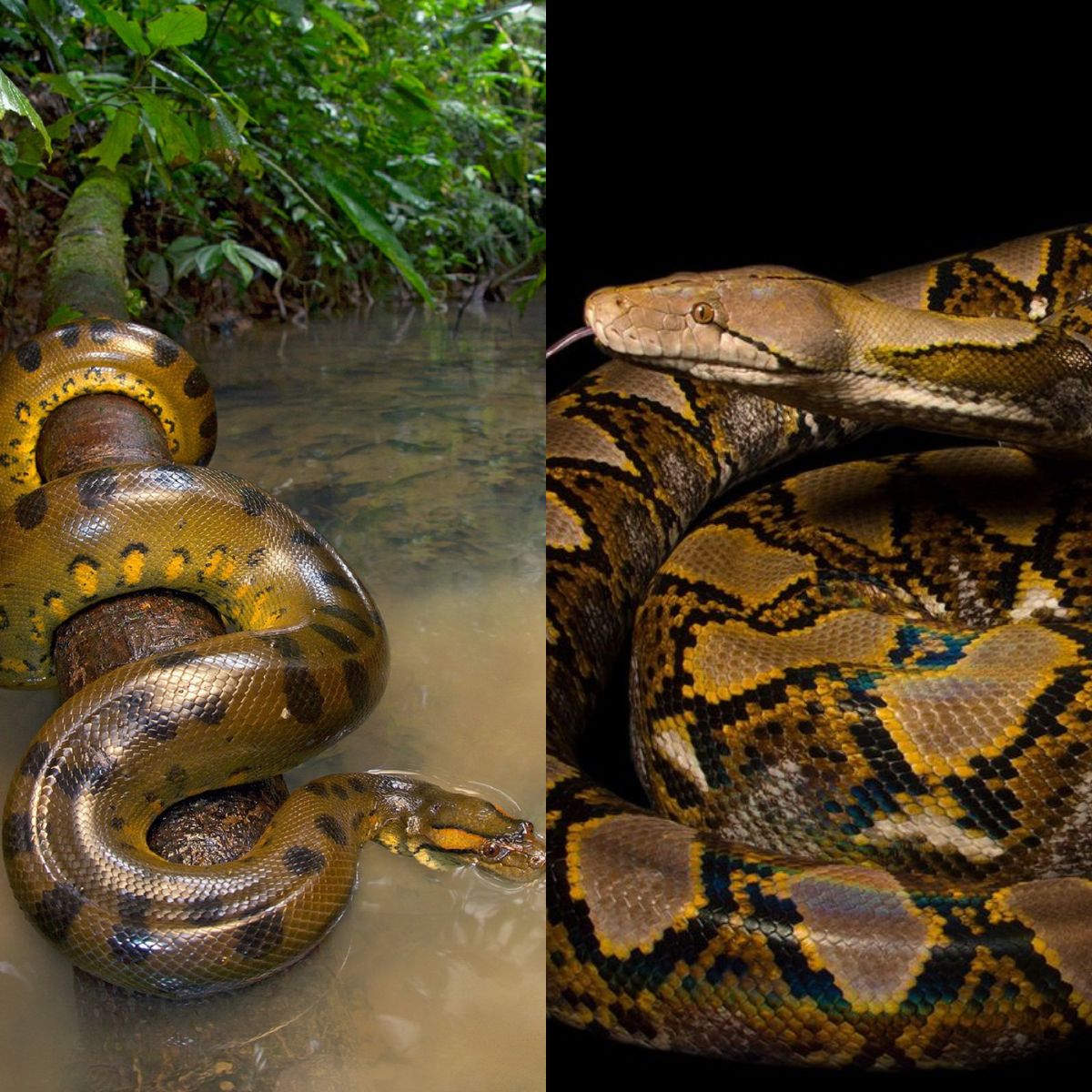 A Maior Cobra Do Mundo Real Cobra Real: Saiba Mais Sobre A Maior Cobra