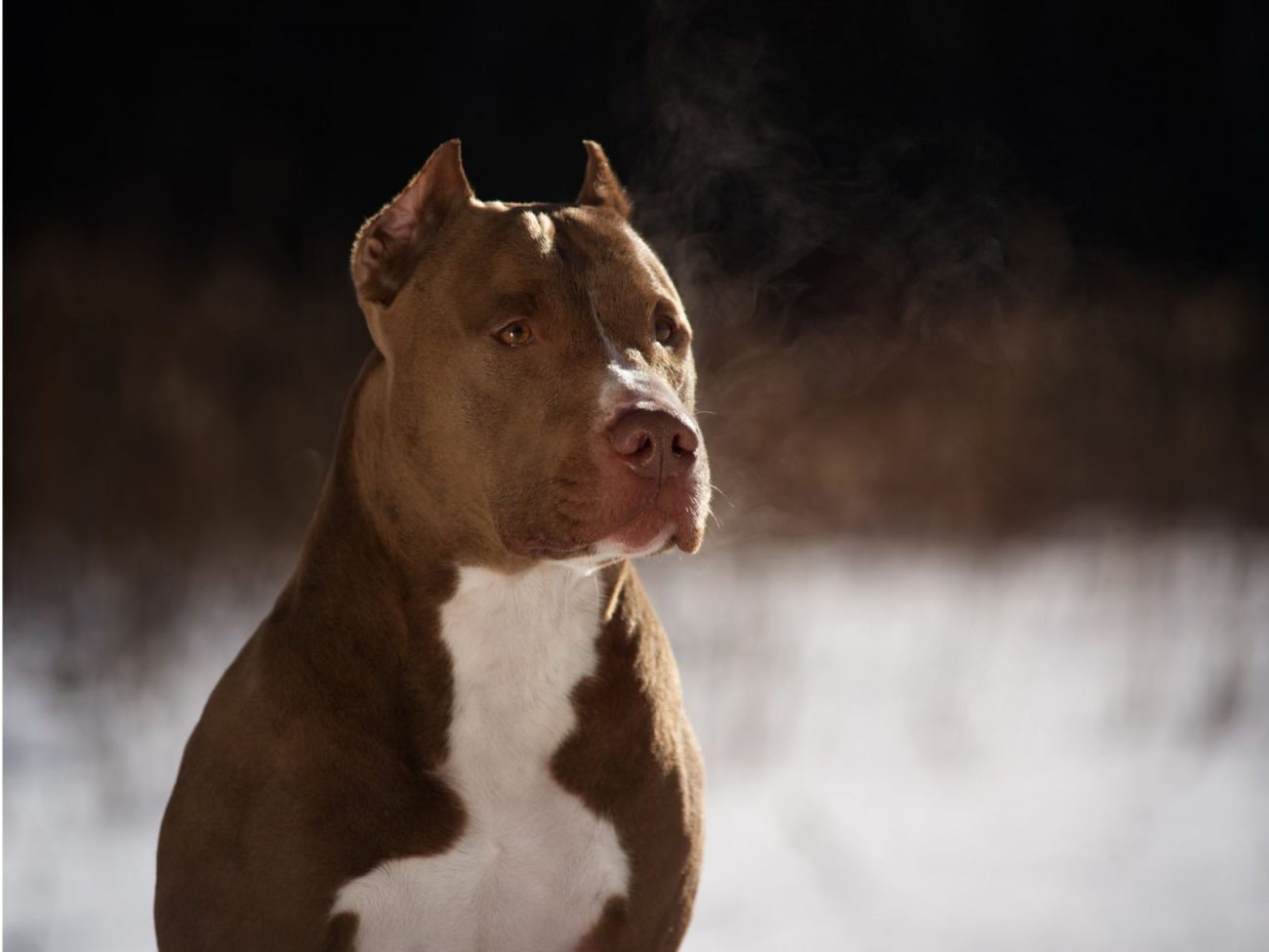 Pit bulls em vias públicas podem ter novo destino em SC