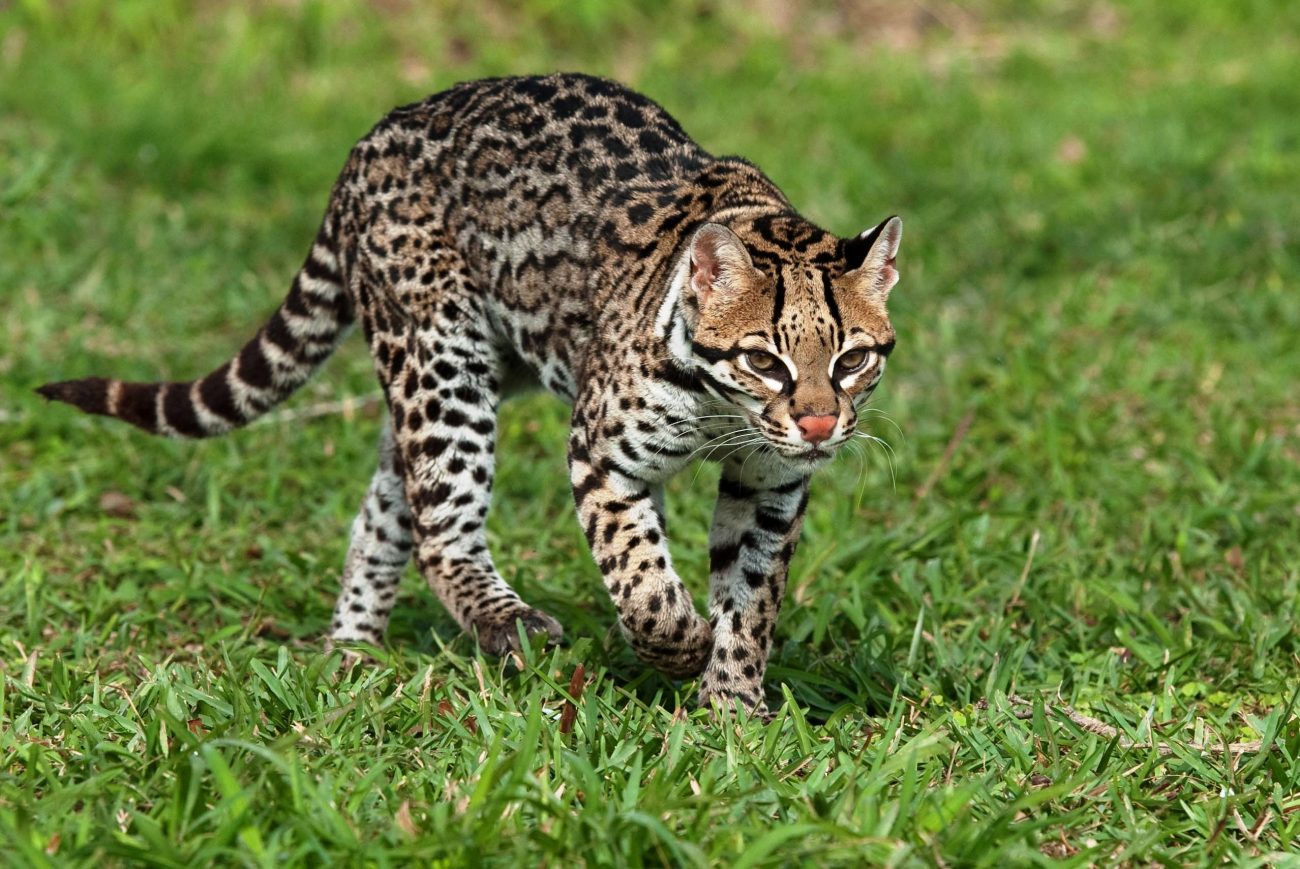 Raro ocelote surge e anima cientistas nos Estados Unidos