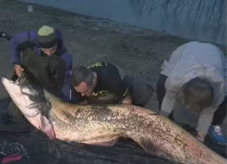 Peixe gigante pescado pode ser um dos maiores do mundo