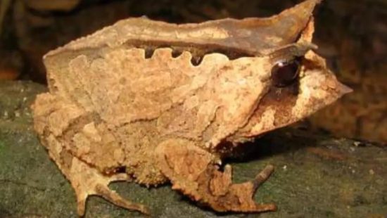 Sapo-cururu com a boca colada é encontrado em casa no RS