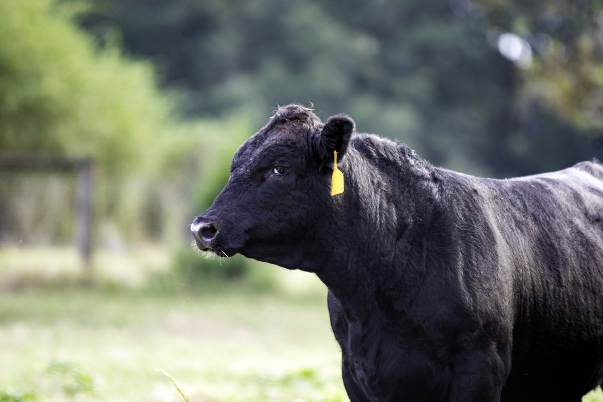 A ascensão do Brangus em Santa Catarina: genética de ponta e carne de ...